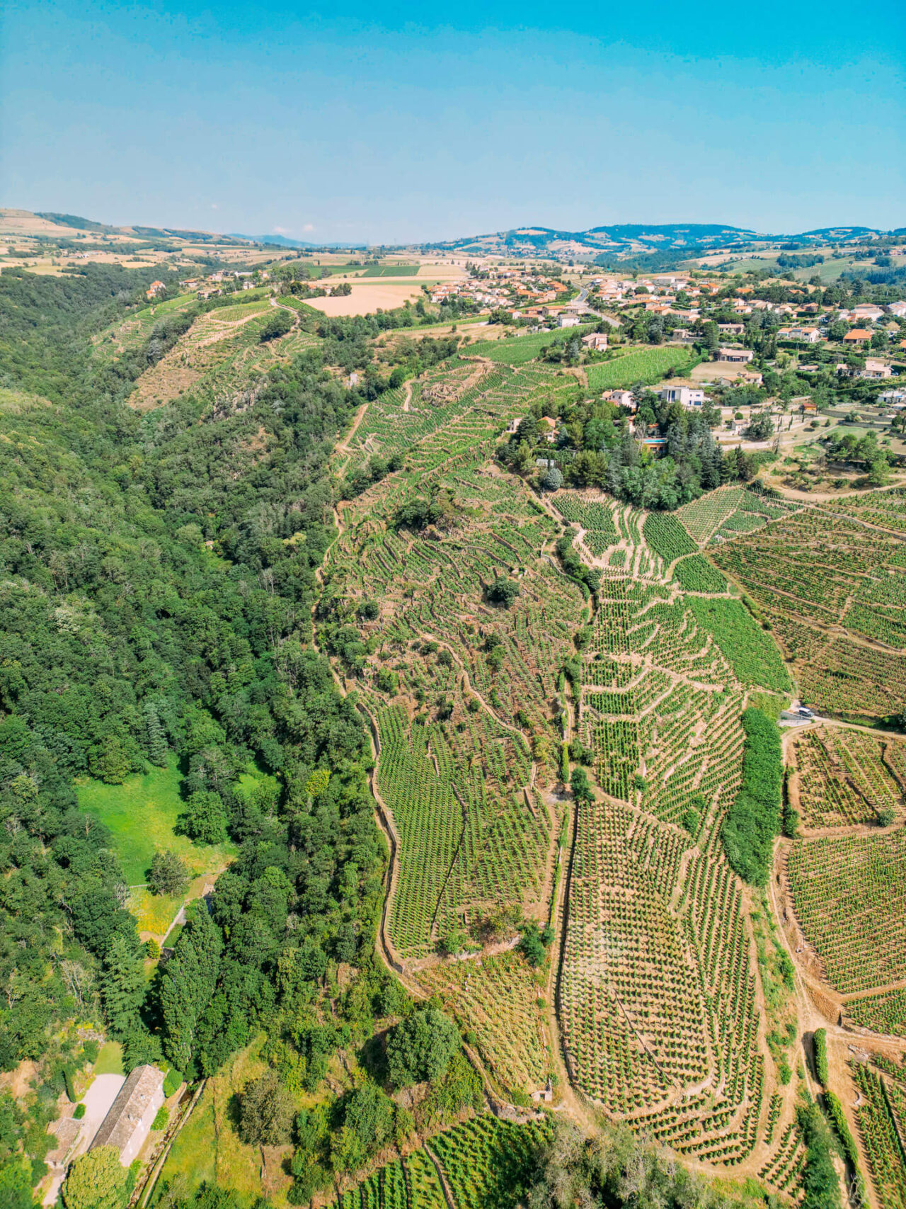 Condrieu appellation | Vintage Côtes du Rhône