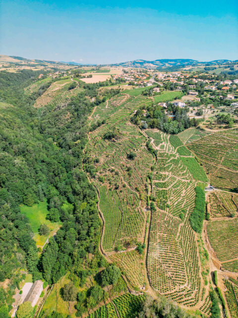 Condrieu appellation | Vintage Côtes du Rhône